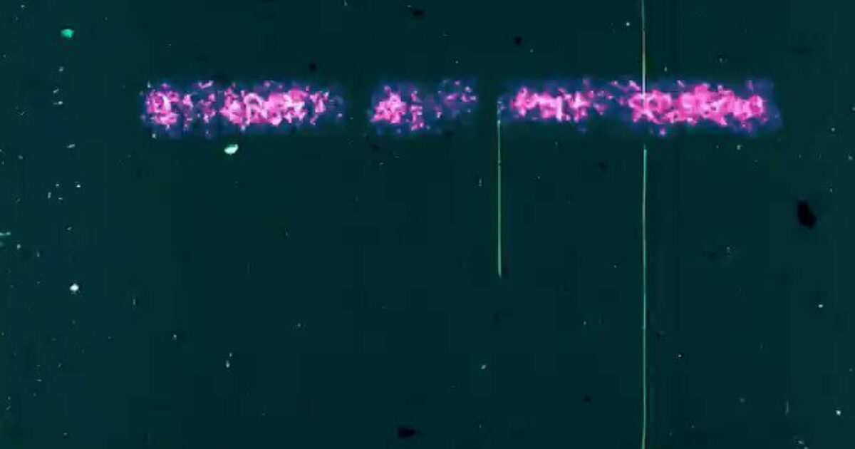 Film Festival Gent Binary Bit Patterns